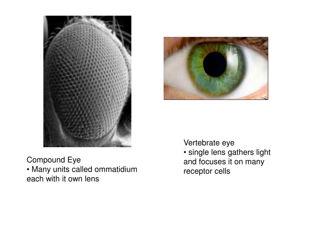 PPT - Midterm Marks posted by next Monday Today - Vision Structure ...