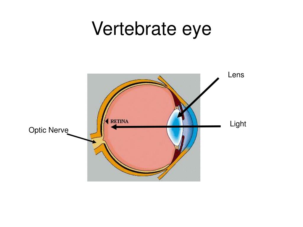 PPT - Midterm Marks posted by next Monday Today - Vision Structure ...