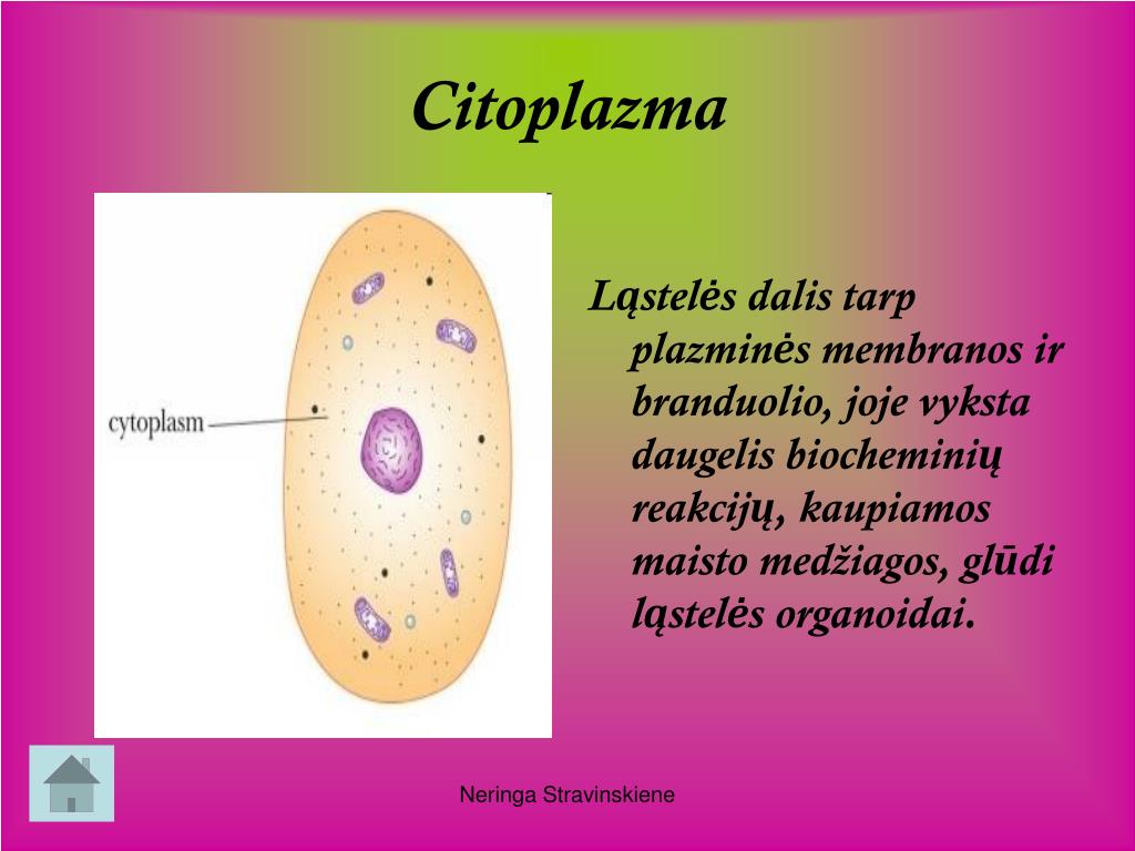 PPT - Gyvūnų ląstelės sandara PowerPoint Presentation, free download ...