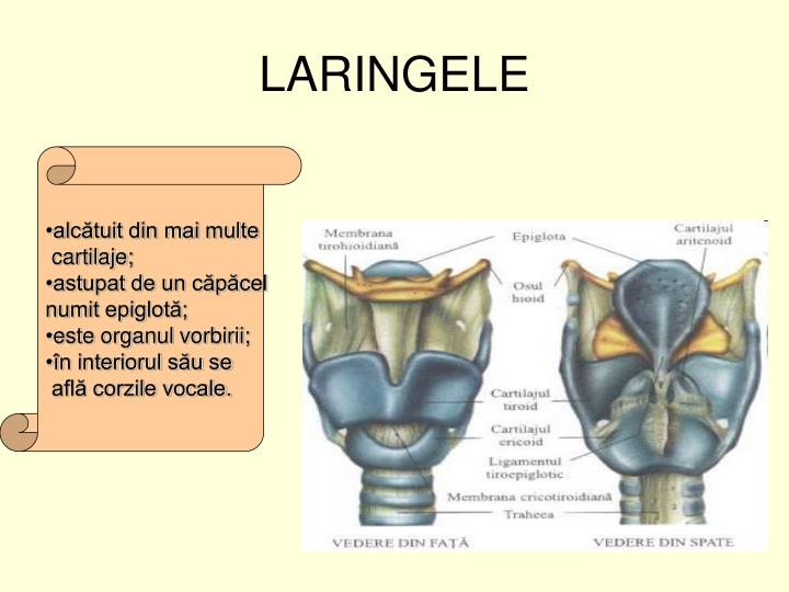 PPT - ANATOMIA SISTEMULUI RESPIRATOR PowerPoint Presentation - ID:3047951