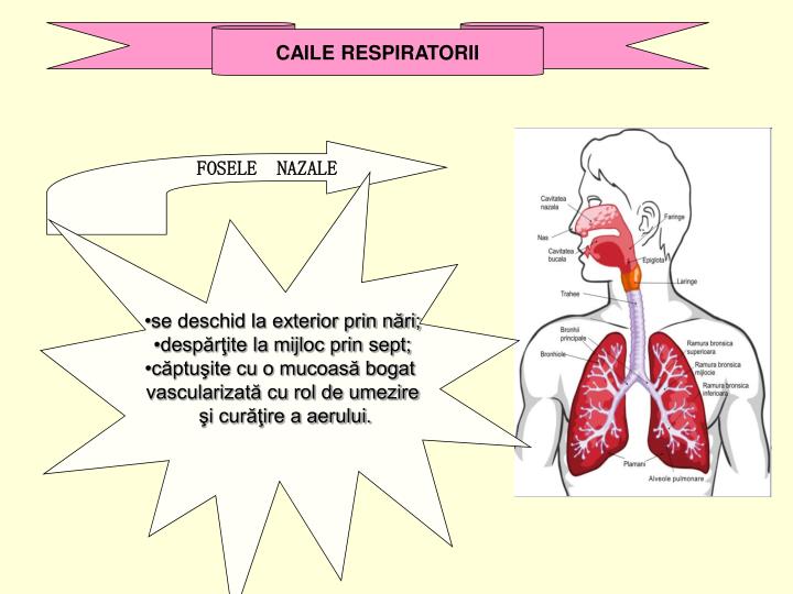 PPT - ANATOMIA SISTEMULUI RESPIRATOR PowerPoint Presentation - ID:3047951