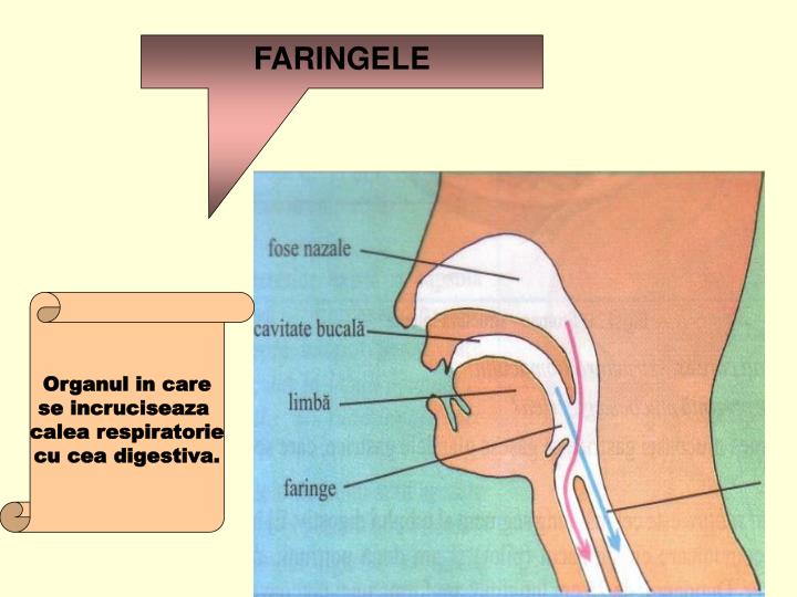 PPT - ANATOMIA SISTEMULUI RESPIRATOR PowerPoint Presentation - ID:3047951