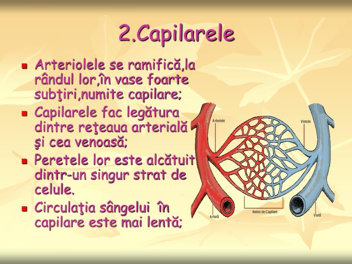 PPT - Anatomia sistemului circulator Inima şi vasele sangvine ...