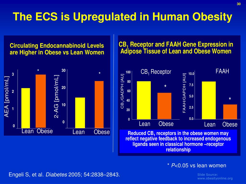 PPT - Obesity Treatment Pyramid PowerPoint Presentation, free download ...