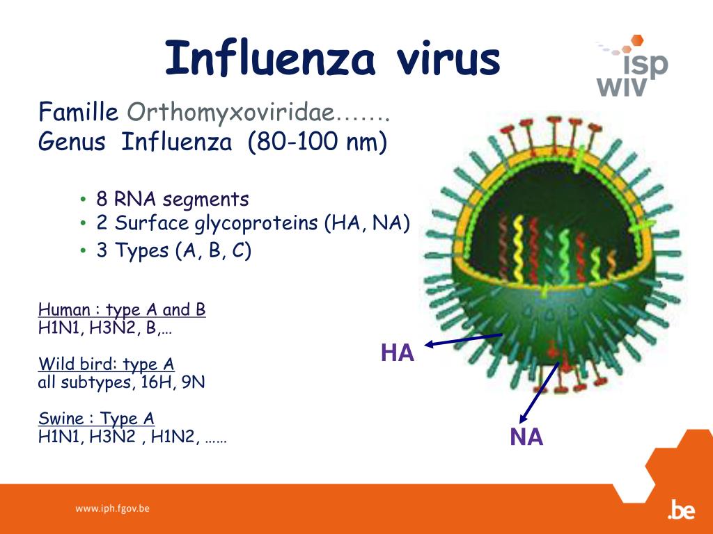 PPT - The New Influenza A/H1N1: Insights and Implications from the 2009 ...