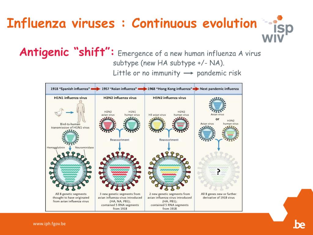 PPT - The New Influenza A/H1N1: Insights and Implications from the 2009 ...