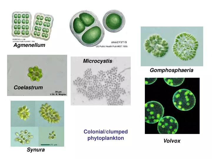 PPT - Anabaena PowerPoint Presentation, free download - ID:3049066