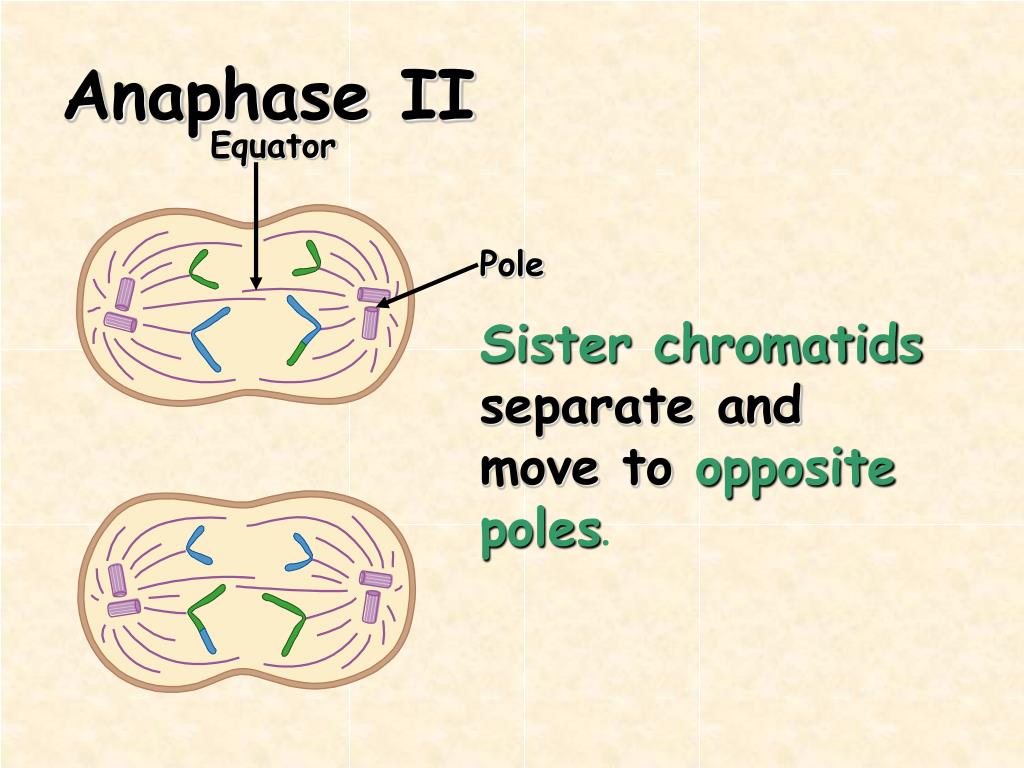 PPT - Meiosis Formation of Gametes (Eggs & Sperm) PowerPoint ...
