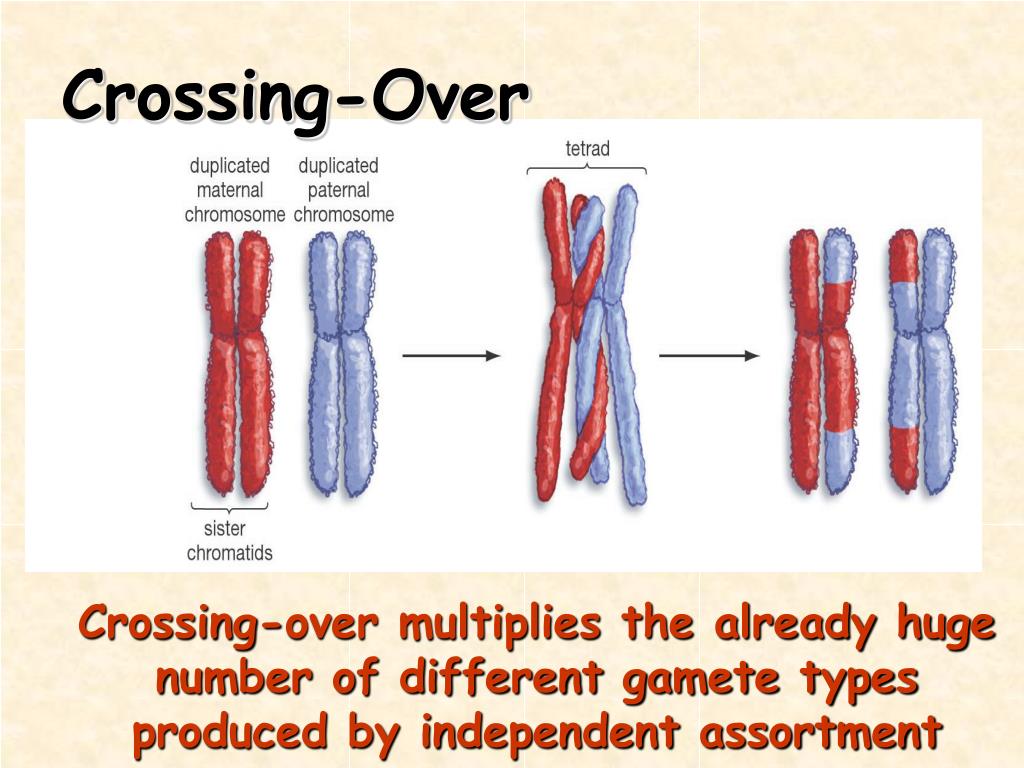 PPT - Meiosis Formation of Gametes (Eggs & Sperm) PowerPoint ...