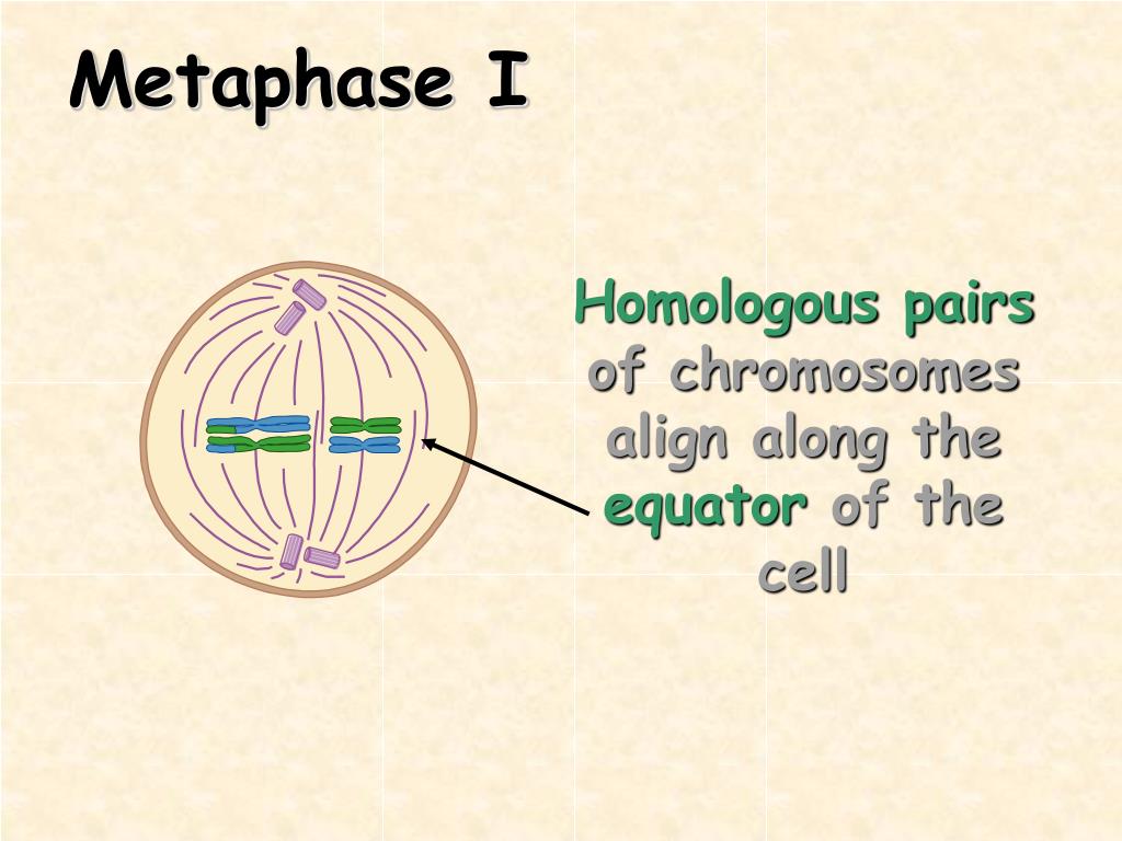 PPT - Meiosis Formation of Gametes (Eggs & Sperm) PowerPoint ...