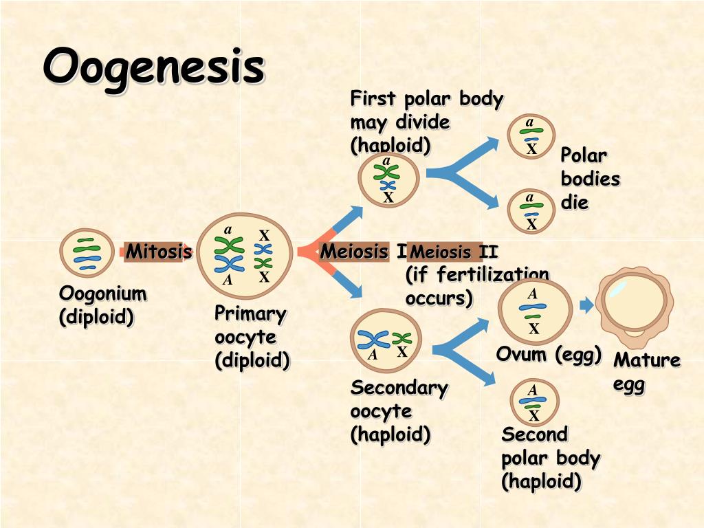 PPT - Meiosis Formation of Gametes (Eggs & Sperm) PowerPoint ...