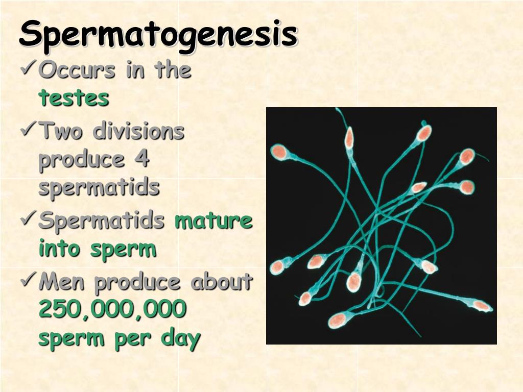 PPT - Meiosis Formation of Gametes (Eggs & Sperm) PowerPoint ...