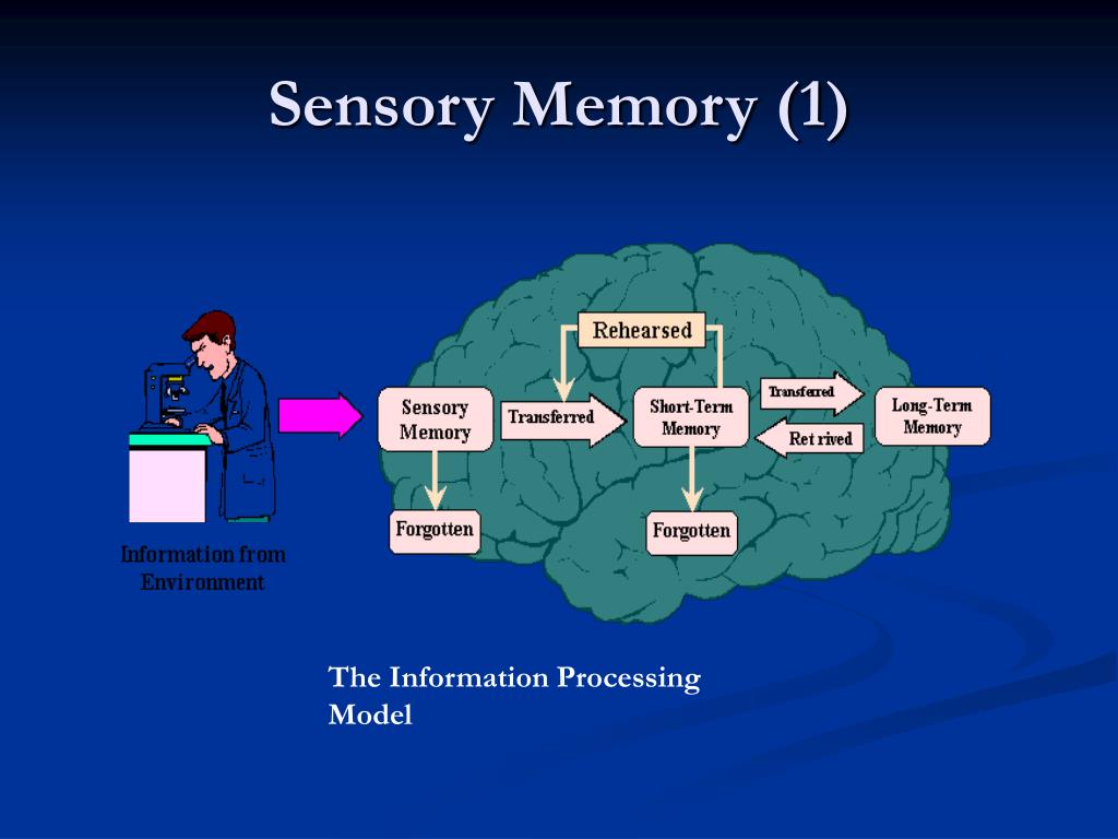 PPT Sensory Memory PowerPoint Presentation Free Download ID 3049195 PPT Sensory Memory PowerPoint Presentation Free Download ID 3049195
