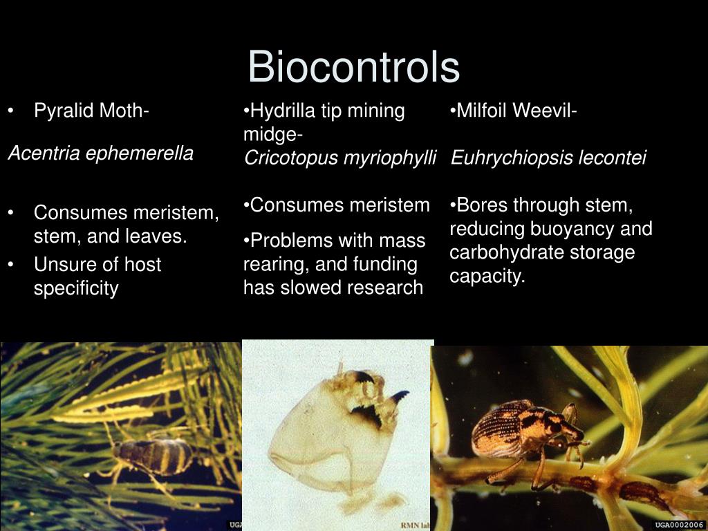 PPT - Understanding Eurasian Watermilfoil: Invasive Threat and Control ...