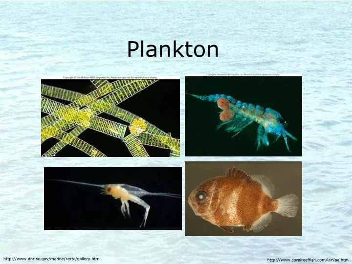 PPT - Plankton PowerPoint Presentation, free download - ID:3050148