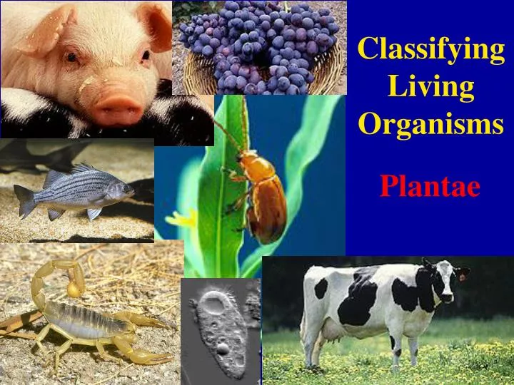 PPT - Classifying Living Organisms PowerPoint Presentation, free ...