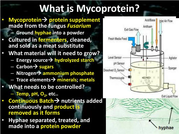 PPT - Mycoprotein PowerPoint Presentation - ID:3051597