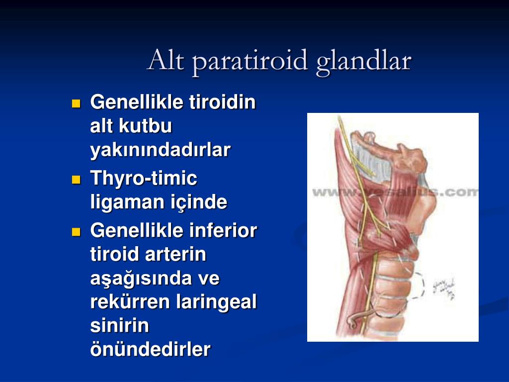 PPT - PARATİROİD HASTALIKLARI Prof. Dr. Cavit ÇÖL Genel Cerrahi ...