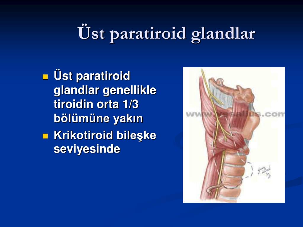 PPT - PARATİROİD HASTALIKLARI Prof. Dr. Cavit ÇÖL Genel Cerrahi ...