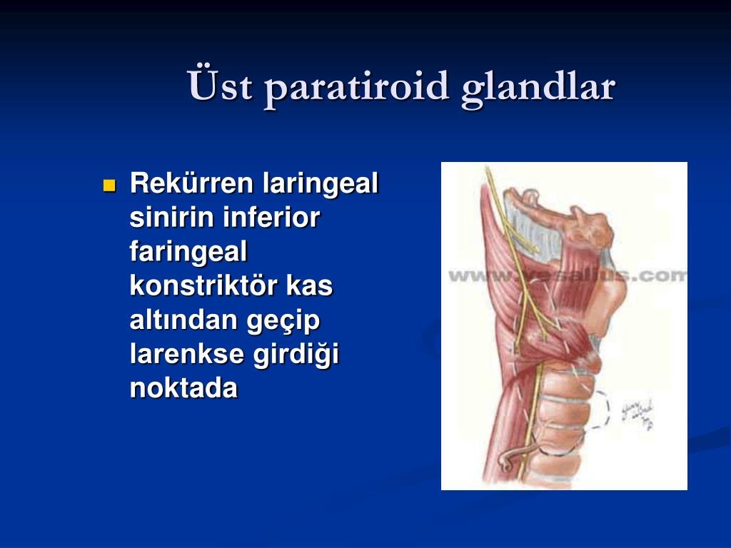 PPT - PARATİROİD HASTALIKLARI Prof. Dr. Cavit ÇÖL Genel Cerrahi ...