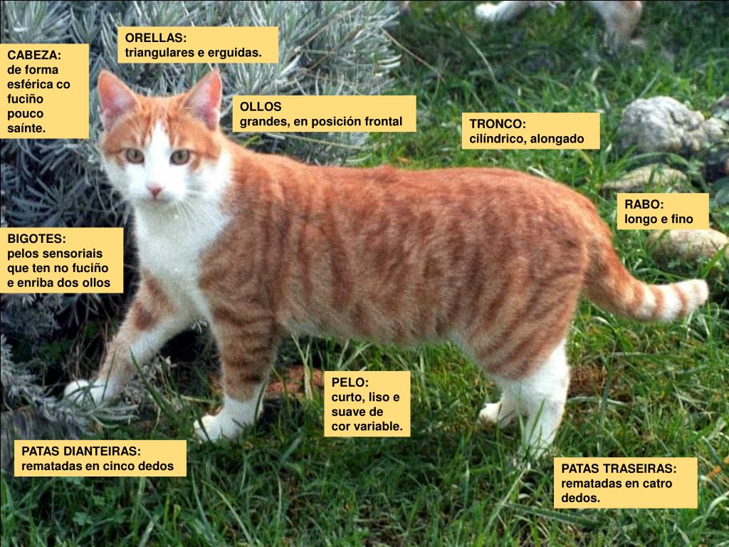 PPT - gato (Felis silvestris catus ) gato cat chat gato PowerPoint ...