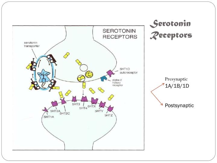 PPT - ANTIDEPRESSANTS - PHARMACODYNAMICS PowerPoint Presentation - ID ...