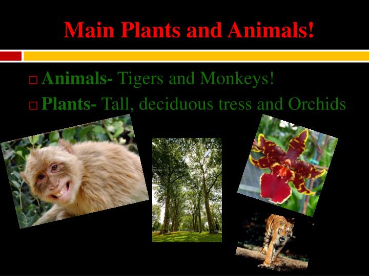 PPT - Tropical Dry Forest! PowerPoint Presentation - ID:3052995