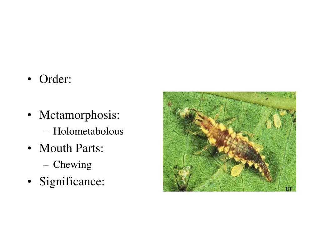PPT - Order: Metamorphosis : Holometabolous Mouth Parts: Chewing ...