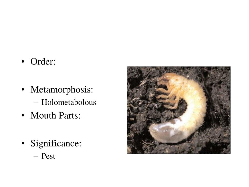 PPT - Order: Metamorphosis : Holometabolous Mouth Parts: Chewing ...