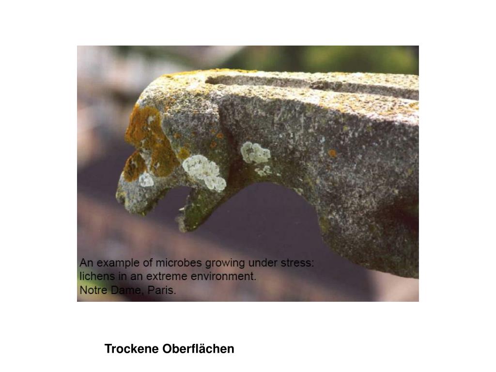 PPT - 01.11.10 – Extremophile Mikroorganismen – interessante ...