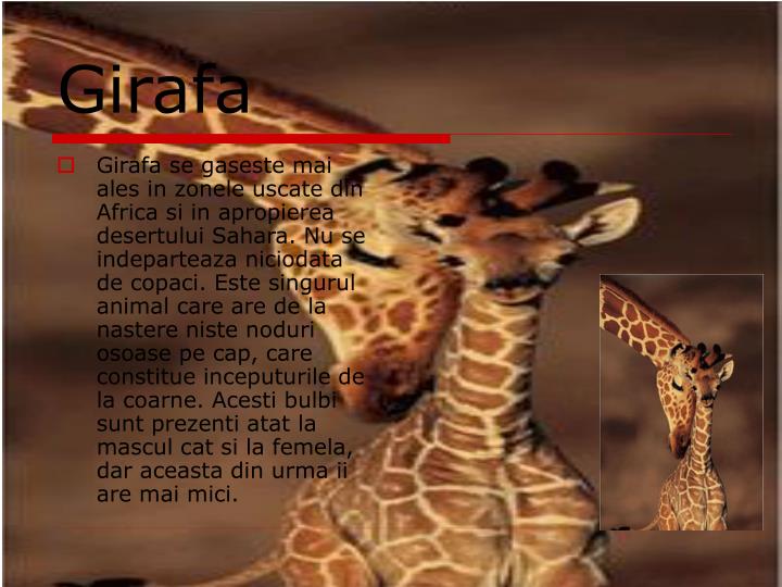 PPT - Mamifere PowerPoint Presentation - ID:3054941