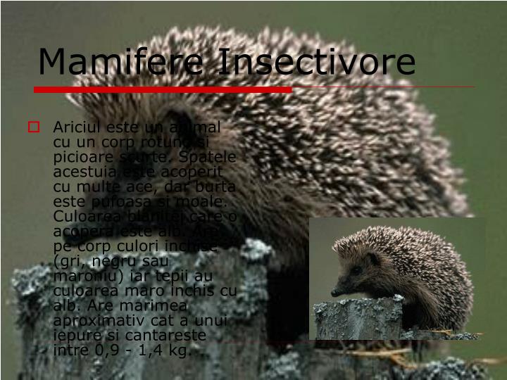 PPT - Mamifere PowerPoint Presentation - ID:3054941