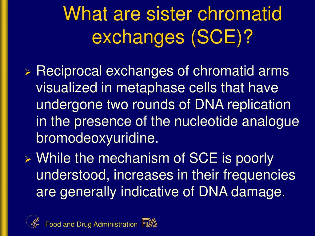 PPT - Cytogenetic Effects of Methylphenidate Pediatric Advisory ...