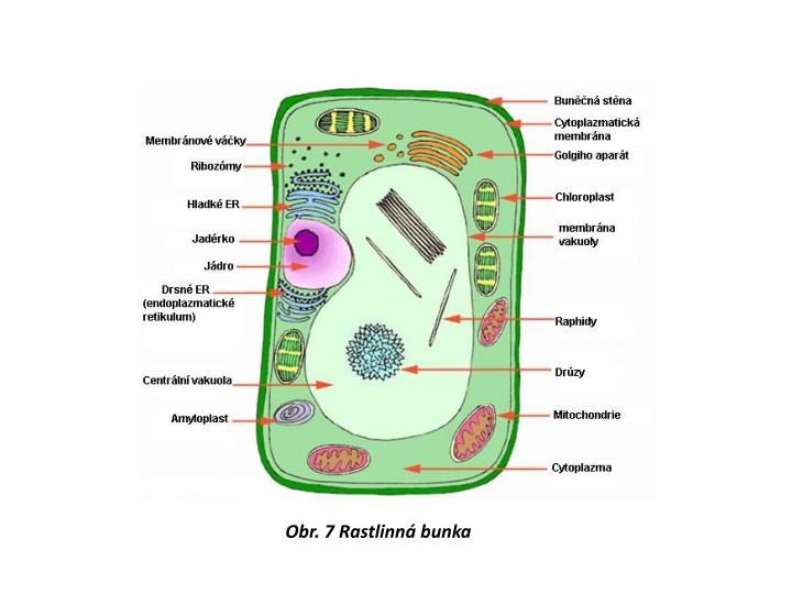 PPT - Živočíšna a rastlinná bunka PowerPoint Presentation - ID:3055829
