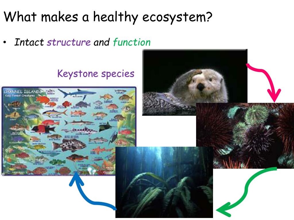 PPT - Why study biodiversity, ecology, and conservation biology? What ...
