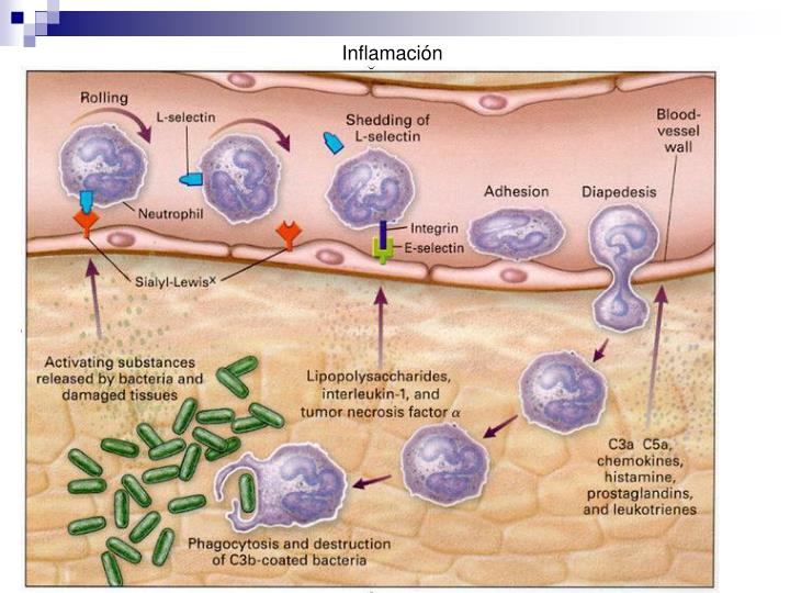 PPT - Inmunidad innata e inflamación PowerPoint Presentation - ID:3056554