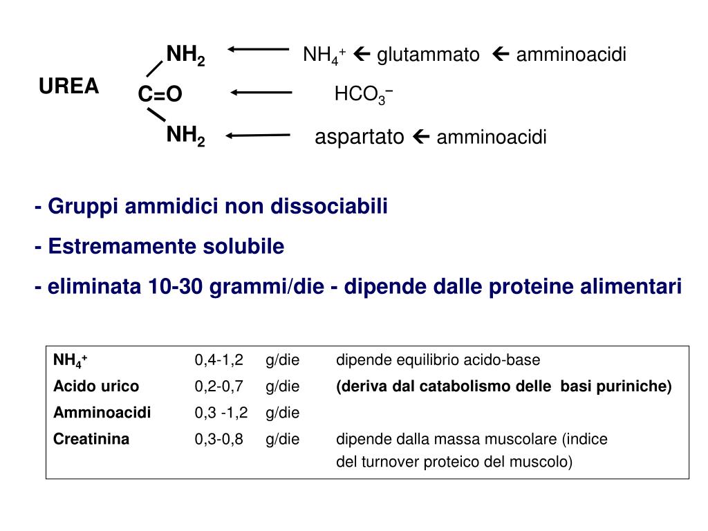 PPT - AMMINOACIDI METABOLISMO del GRUPPO AMMINICO PowerPoint ...