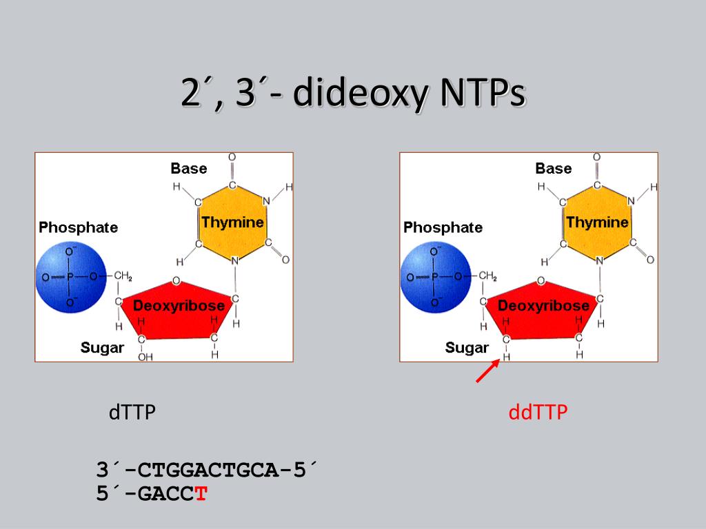 PPT - M ole c ul ar markers in plant systematics and population biology ...