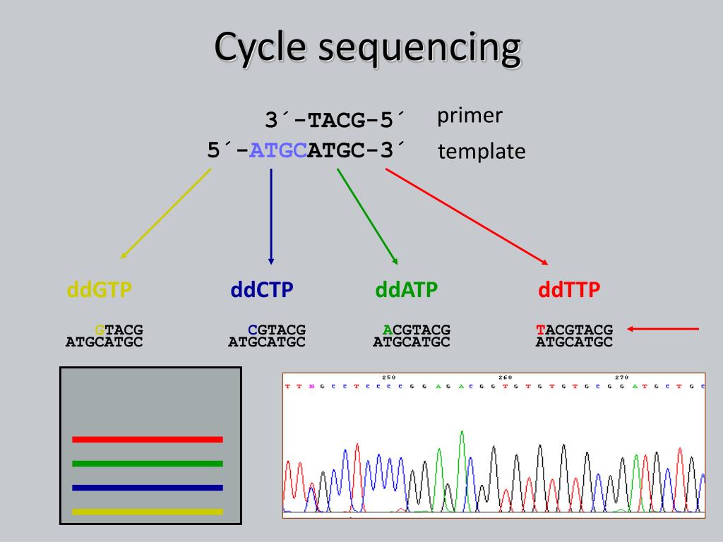 PPT - M ole c ul ar markers in plant systematics and population biology ...