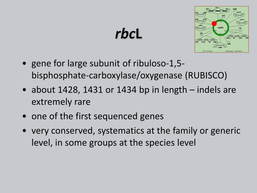 PPT - M ole c ul ar markers in plant systematics and population biology ...