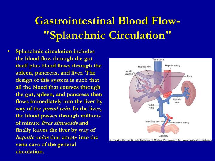 PPT - Lecture 1 Gastrointestinal Physiology PowerPoint Presentation ...