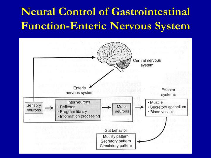 PPT - Lecture 1 Gastrointestinal Physiology PowerPoint Presentation ...