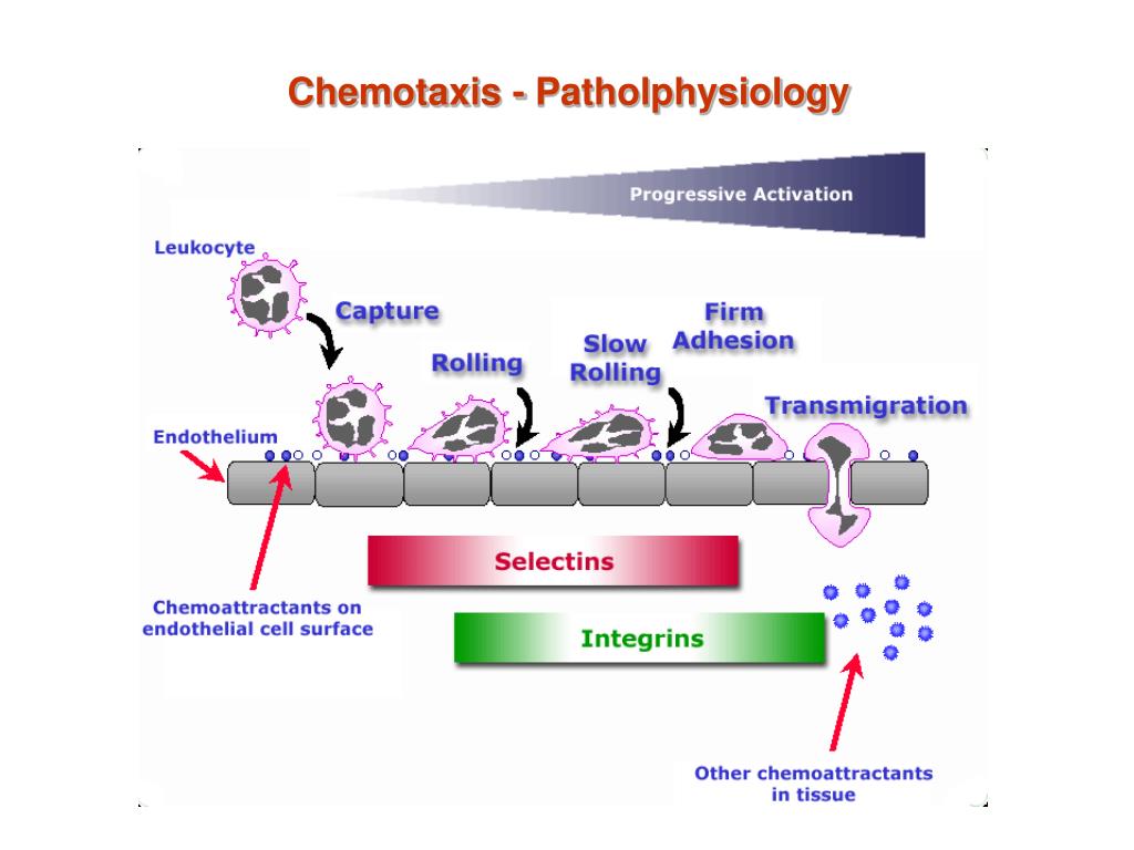 PPT - CHEMOTAXIS ITS SIGNIFICANCE IN BIOLOGY AND CLINICAL SCIENCES ...