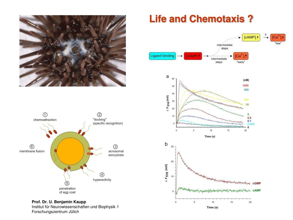 PPT - CHEMOTAXIS ITS SIGNIFICANCE IN BIOLOGY AND CLINICAL SCIENCES ...