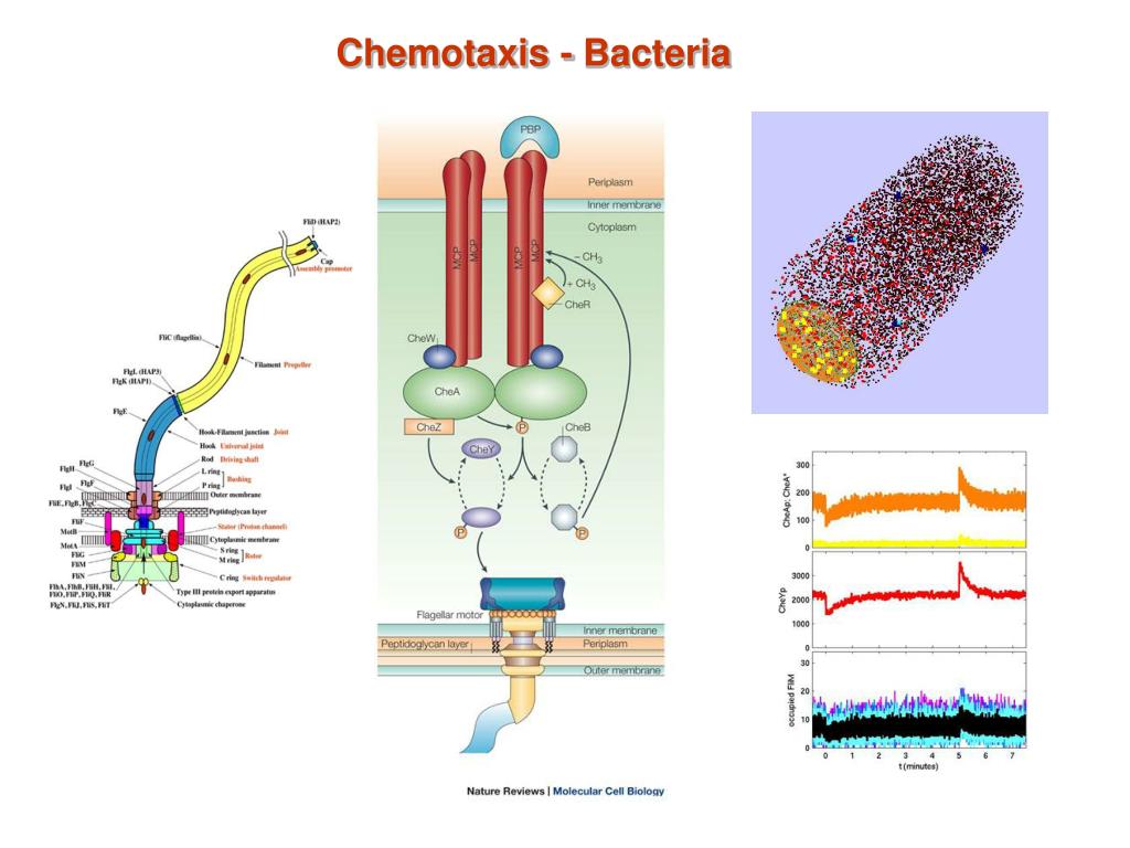 PPT - CHEMOTAXIS ITS SIGNIFICANCE IN BIOLOGY AND CLINICAL SCIENCES ...