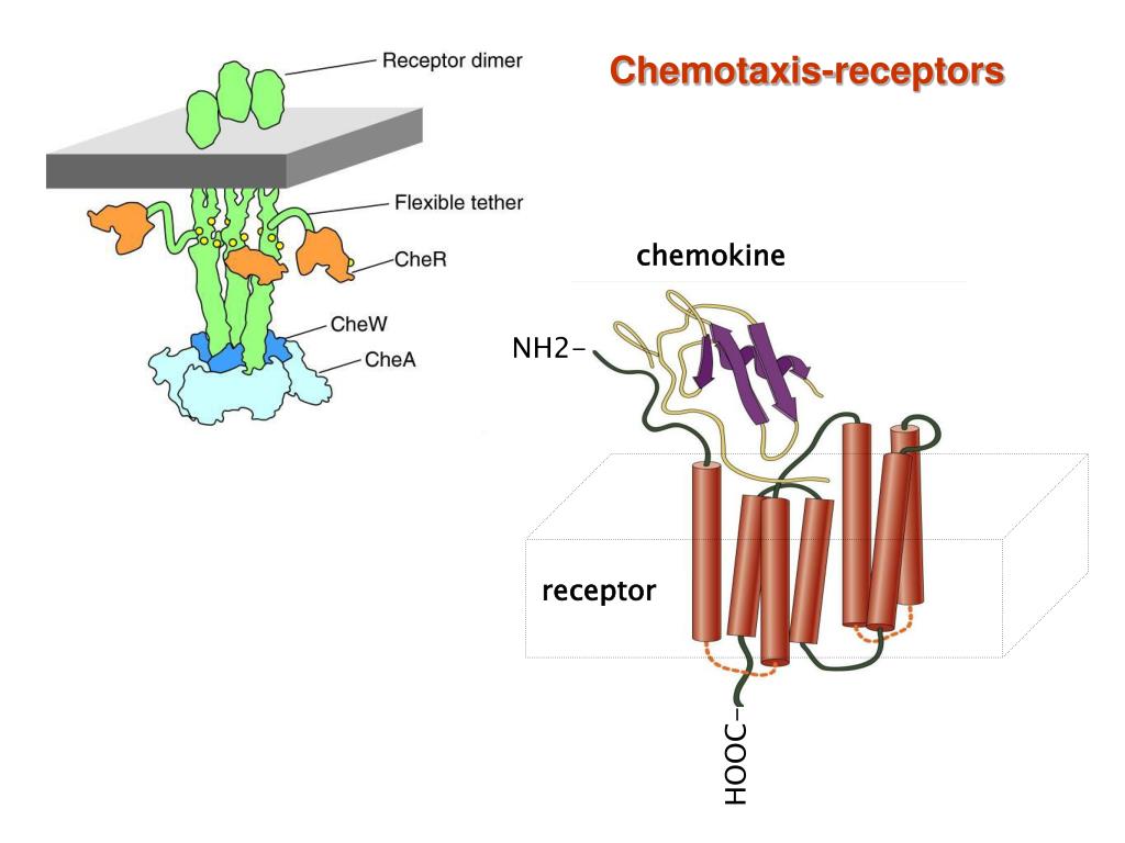 PPT - CHEMOTAXIS ITS SIGNIFICANCE IN BIOLOGY AND CLINICAL SCIENCES ...