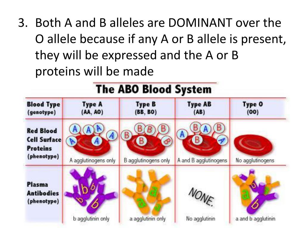 PPT Codominance Incomplete Dominance Polygenic Traits Multiple PPT Codominance Incomplete Dominance Polygenic Traits Multiple