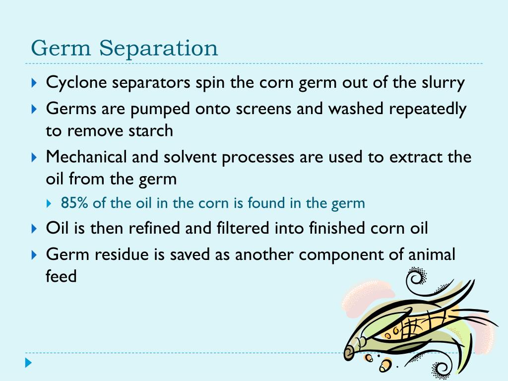 PPT - Cereal Grains, Legumes & Oilseeds PowerPoint Presentation, free ...