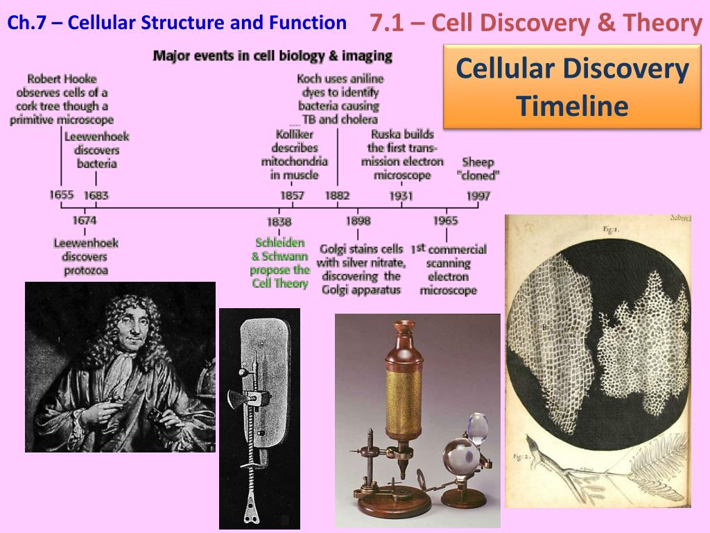 PPT Ch 7 Cellular Structure And Function PowerPoint Presentation PPT Ch 7 Cellular Structure And Function PowerPoint Presentation