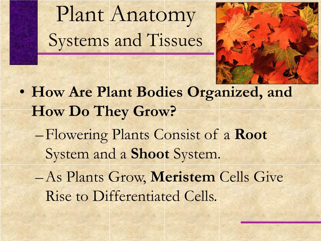 PPT - 42.1 - How Are Plant Bodies Organized; How Do They Grow? p. 860 ...